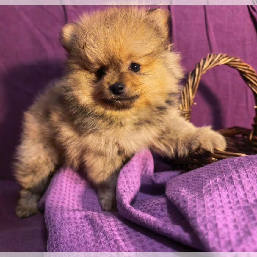 Померанский шпиц, щенок