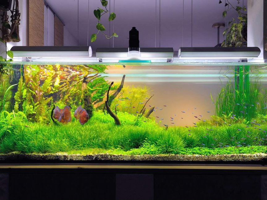 Красивые аквариумные растения с доставкой