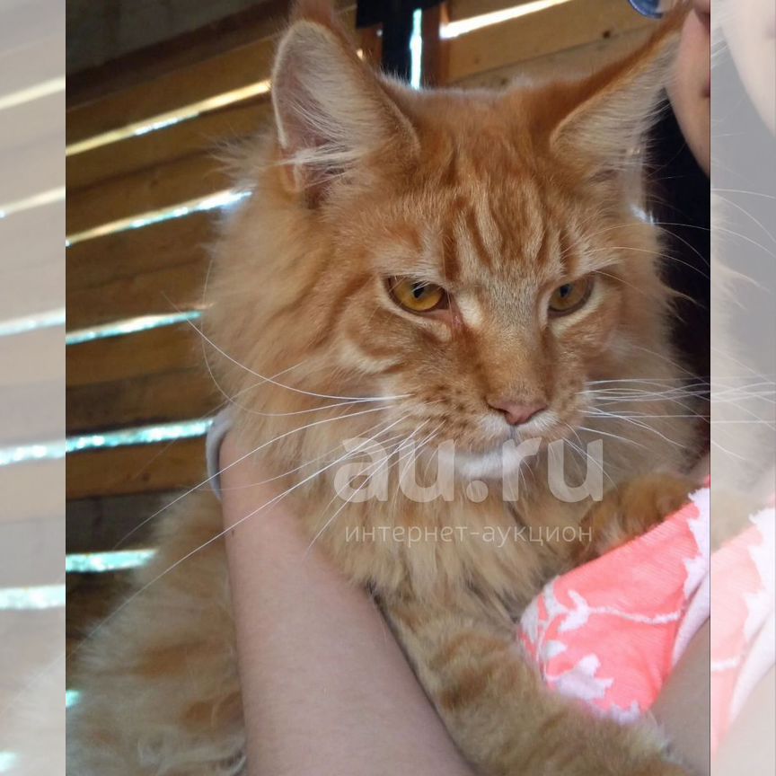 Мейн-кун, взрослый кот