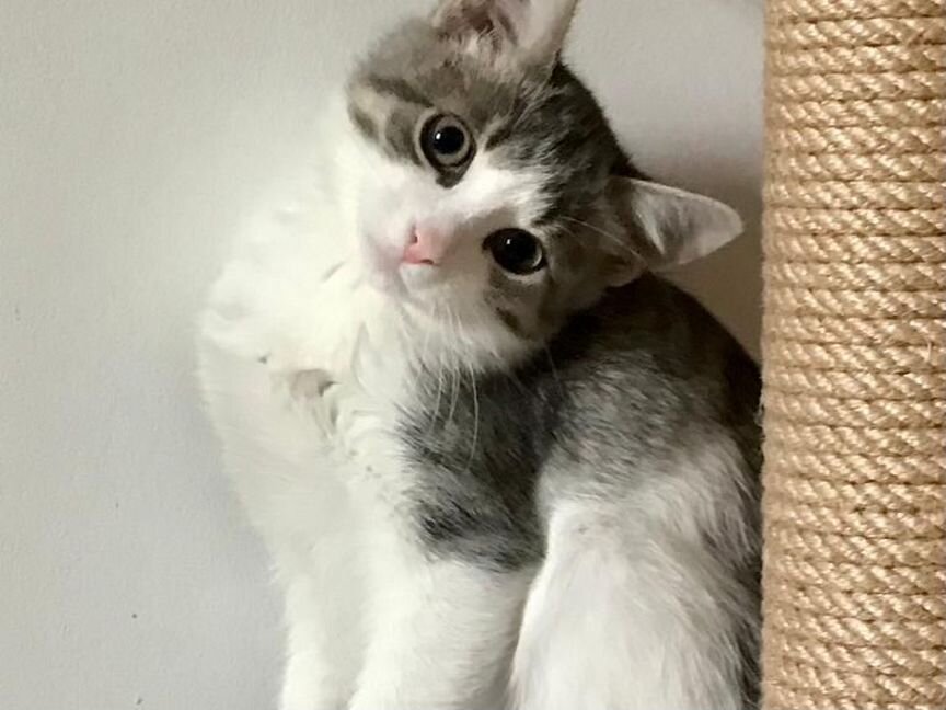 Котенок 4,5 мес мальчик