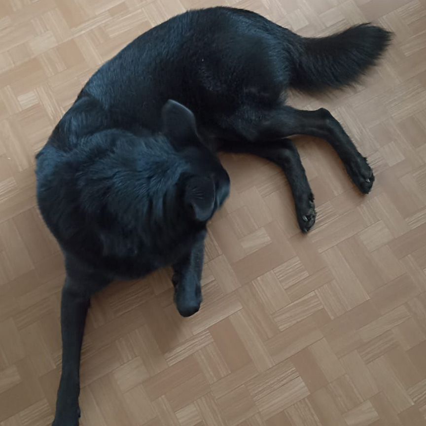 Пёс бесплатно