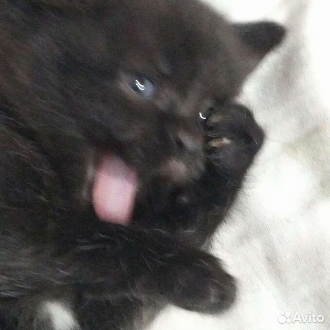 Британские котята короткошерстные