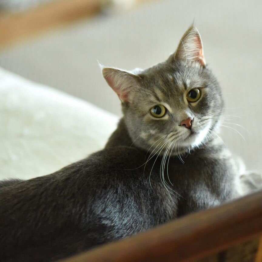 Котик