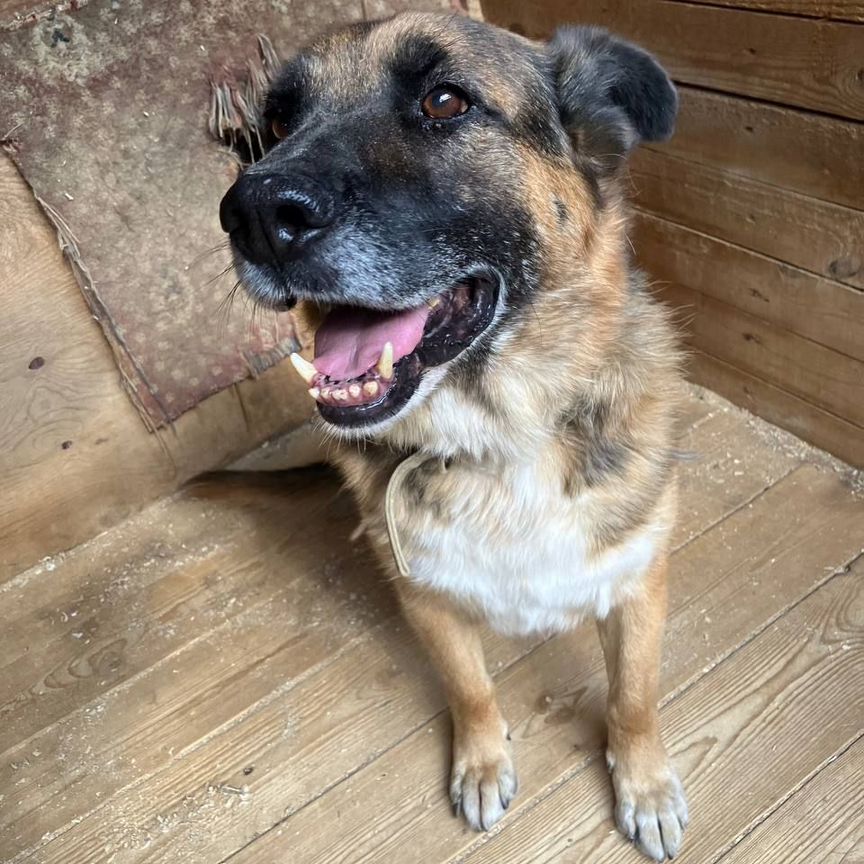 Собака за решеткой в поиске любящих маму и папу