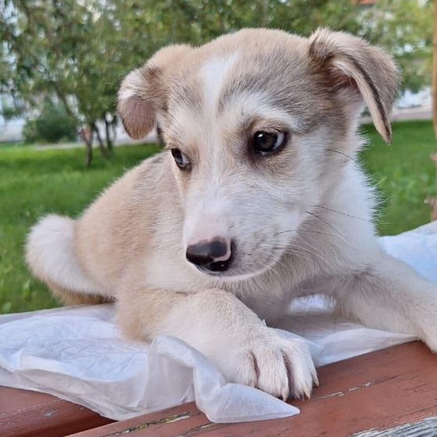 Щенок в добрые руки мальчик