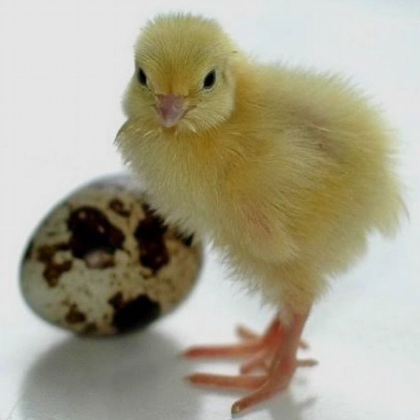 Перепелята суточные