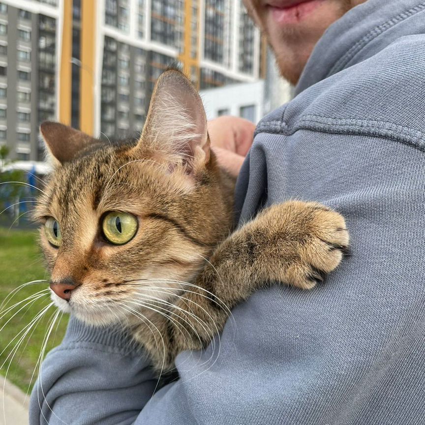 Отдам кошку в добрые руки