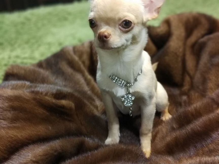 Чихуахуа.Мини девочка