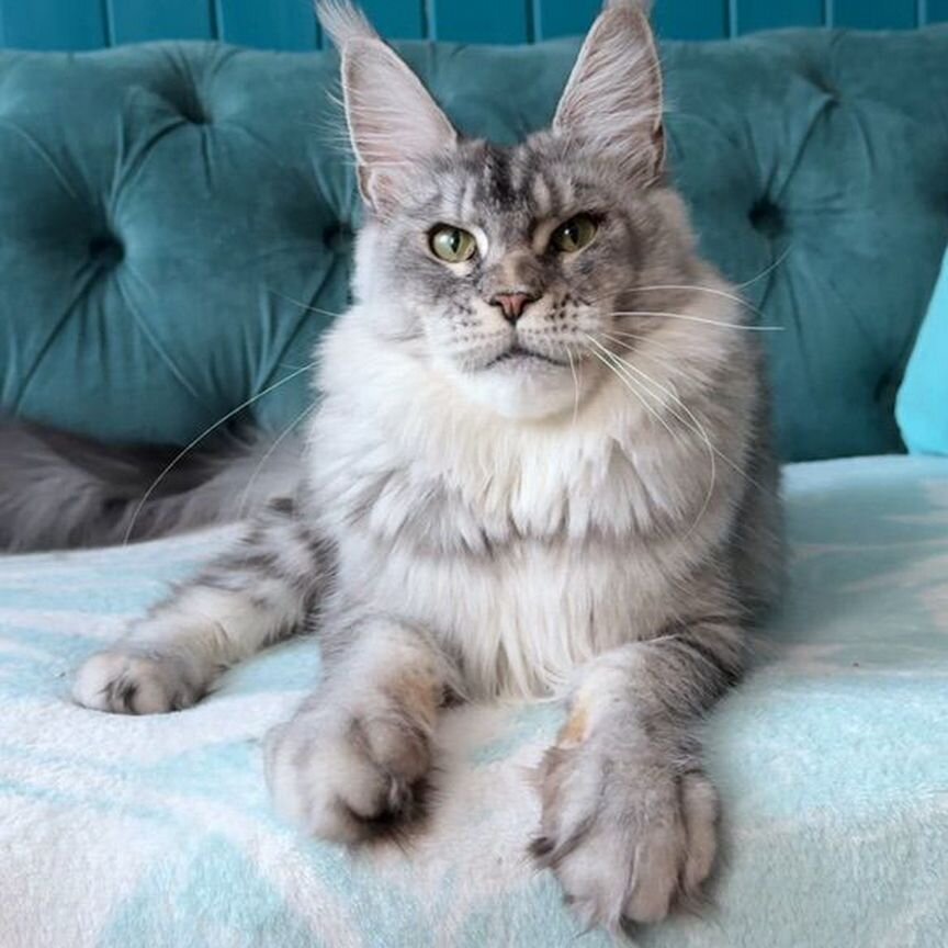 Мейн-кун, взрослая кошка