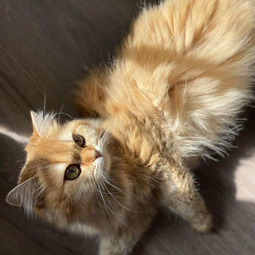 Случка кошки