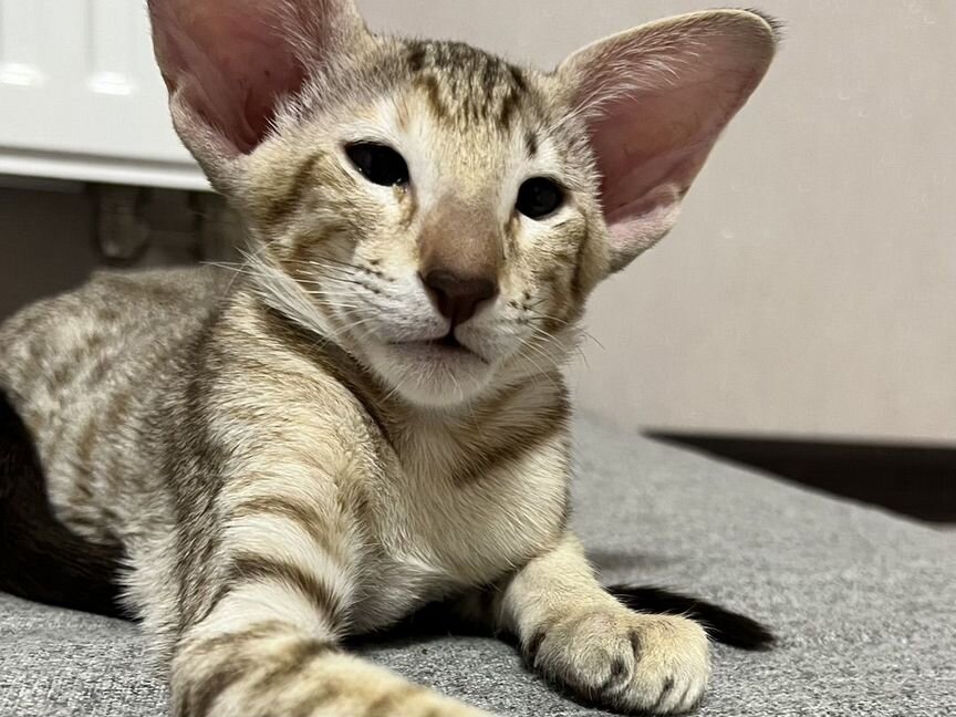 Ориентальная кошка. Котенок