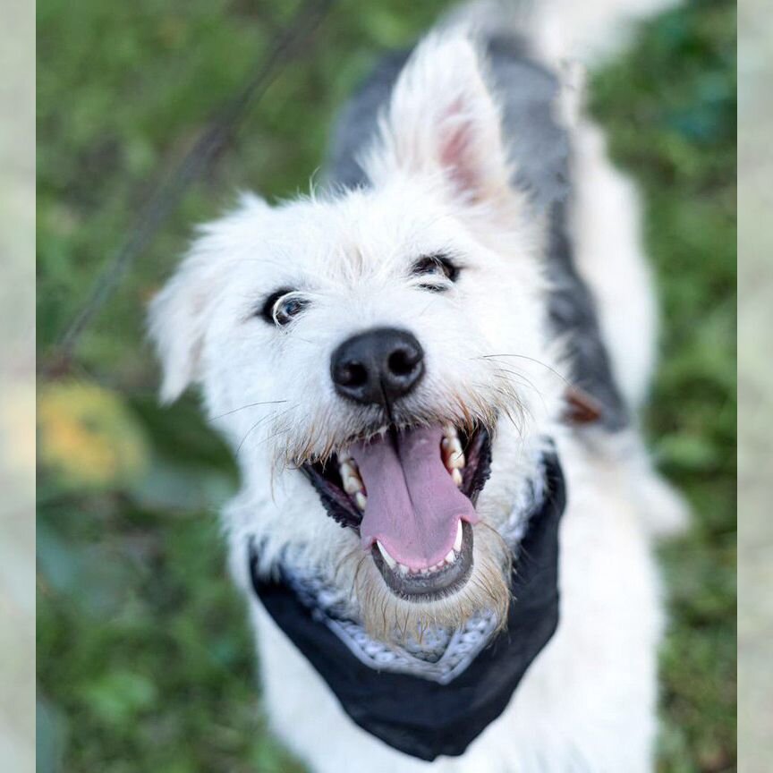 Взрослая собака в добрые руки