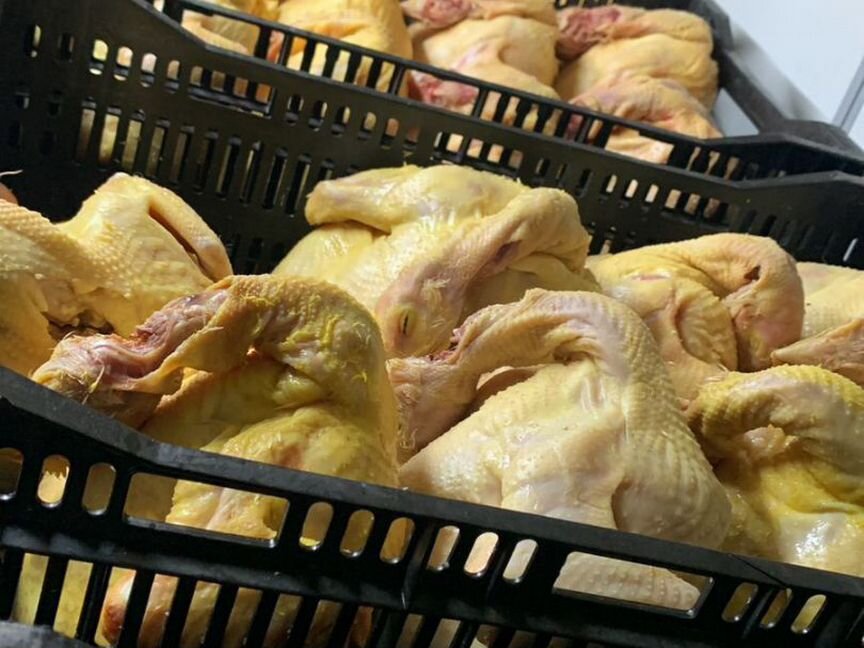 Куры бройлеры тушки мясо Халяль
