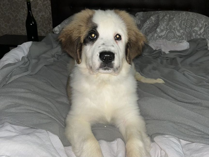 Щенок московская сторожевая