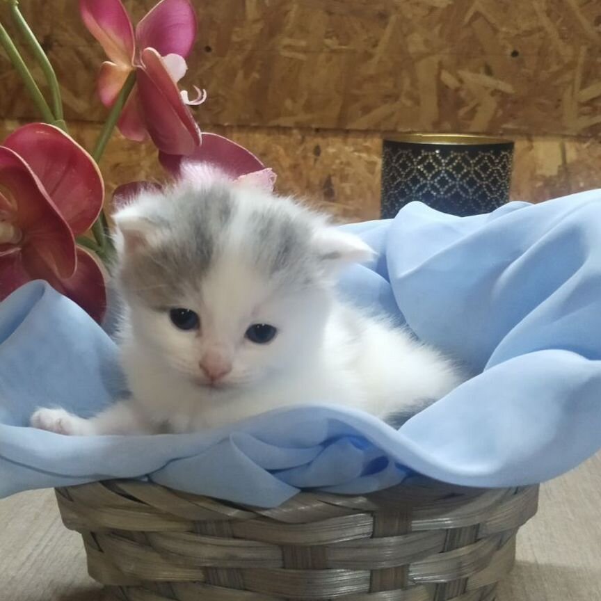 Шотландский вислоухий длинношёрстный котёнок