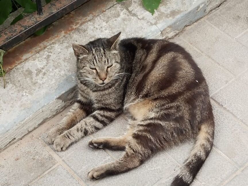 Котика подбросили к магазину, ищем добрые ручки