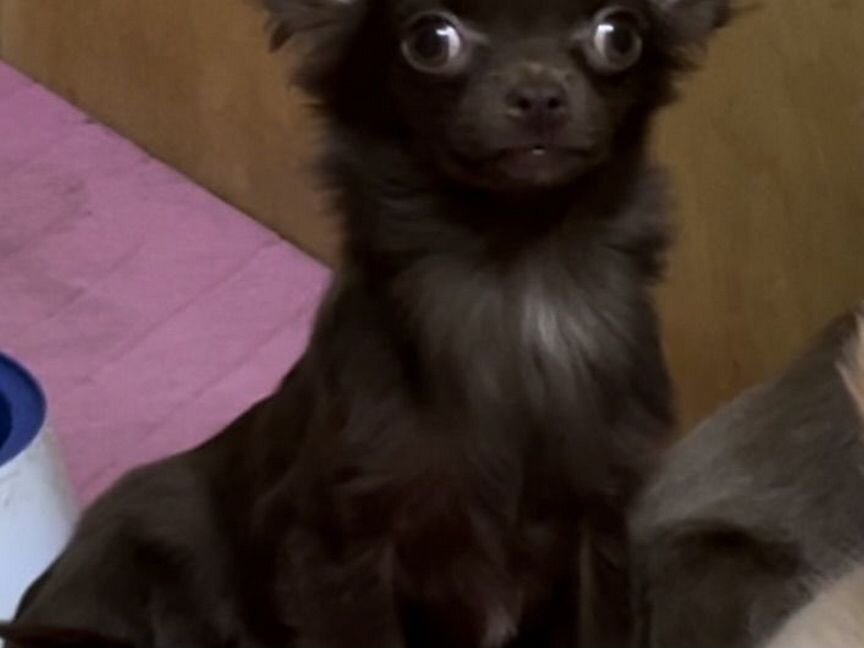 Чихуахуа - Шоколадное счастье