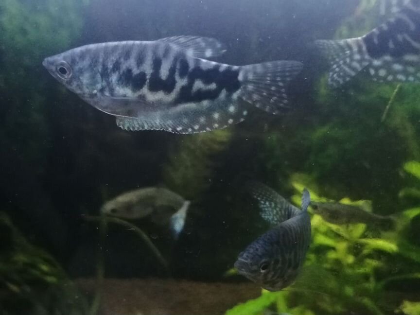 Гурами мрамор пара, Грот для дизайна, пистия