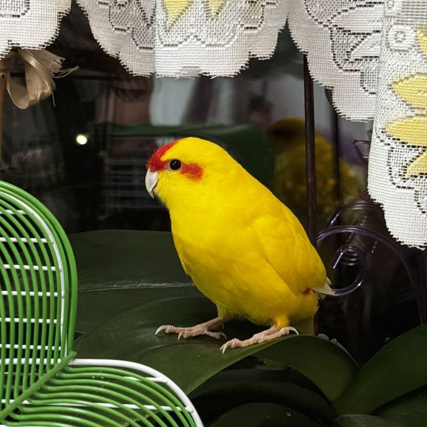 Какарик девочка