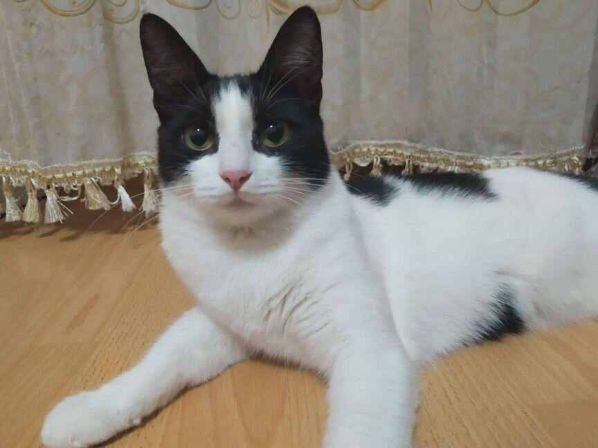 Кошечка прелесть ищет дом