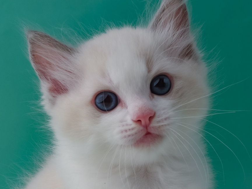 Рэгдолл мальчик