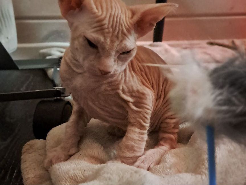Донской сфинкс котята