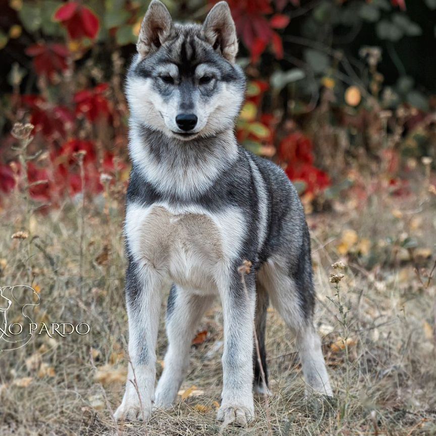 Сибирский хаски, окрас агути