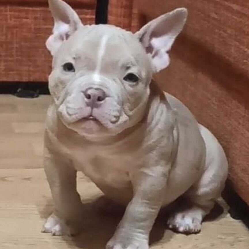 Супер микро девочка американский булли