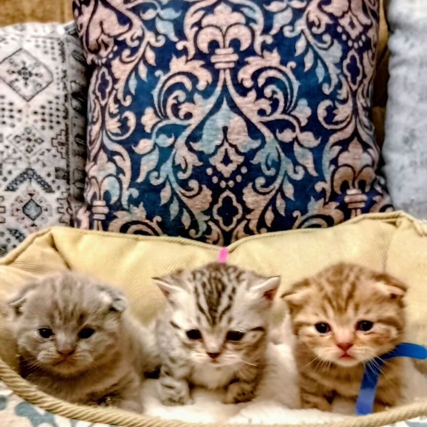 Шотландский вислоухий короткошёрстный котёнок