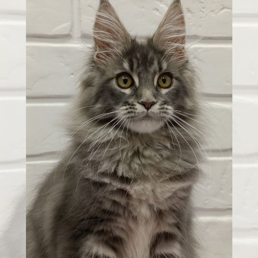 Мейн-кун котёнок