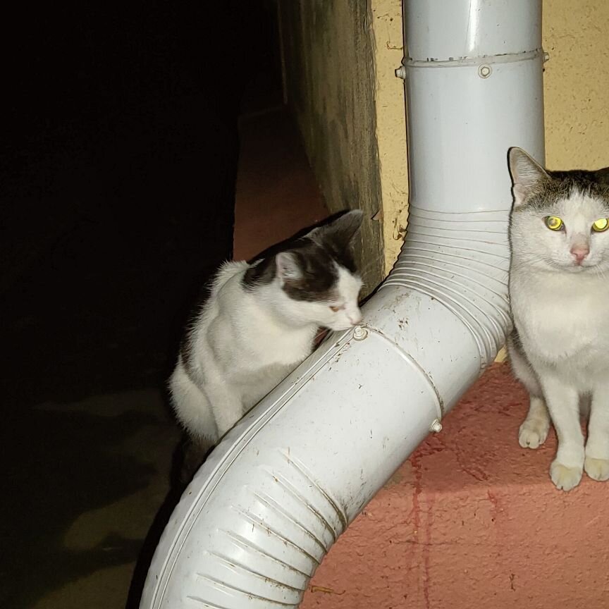 Коты в добрые руки