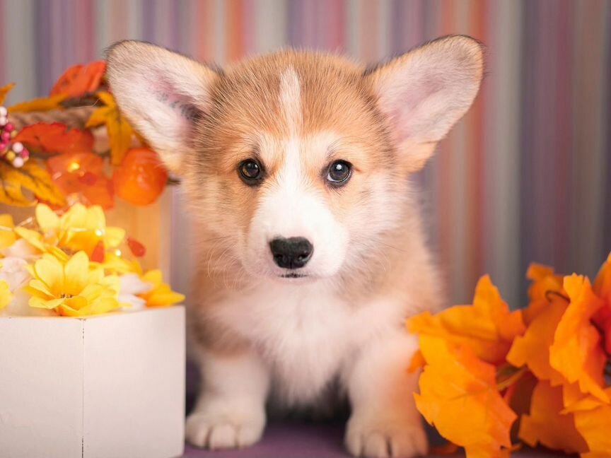 Щенки вельштерьера корги