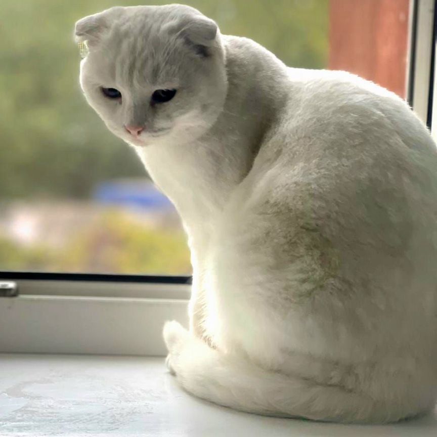 Молодая кошечка Милка в поисках дома