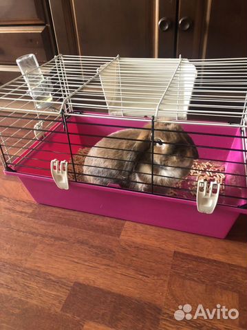 Нидерланский веслоухий кролик