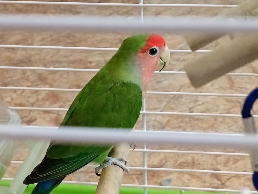 Попугай неразлучники с клеткой