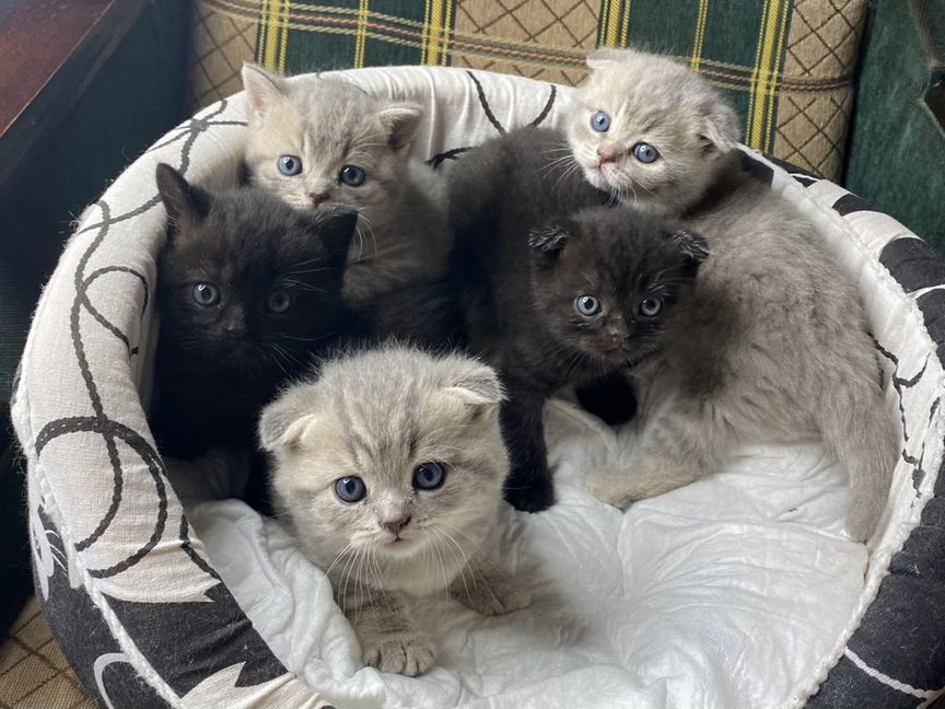 Шотландские вислоухие котята
