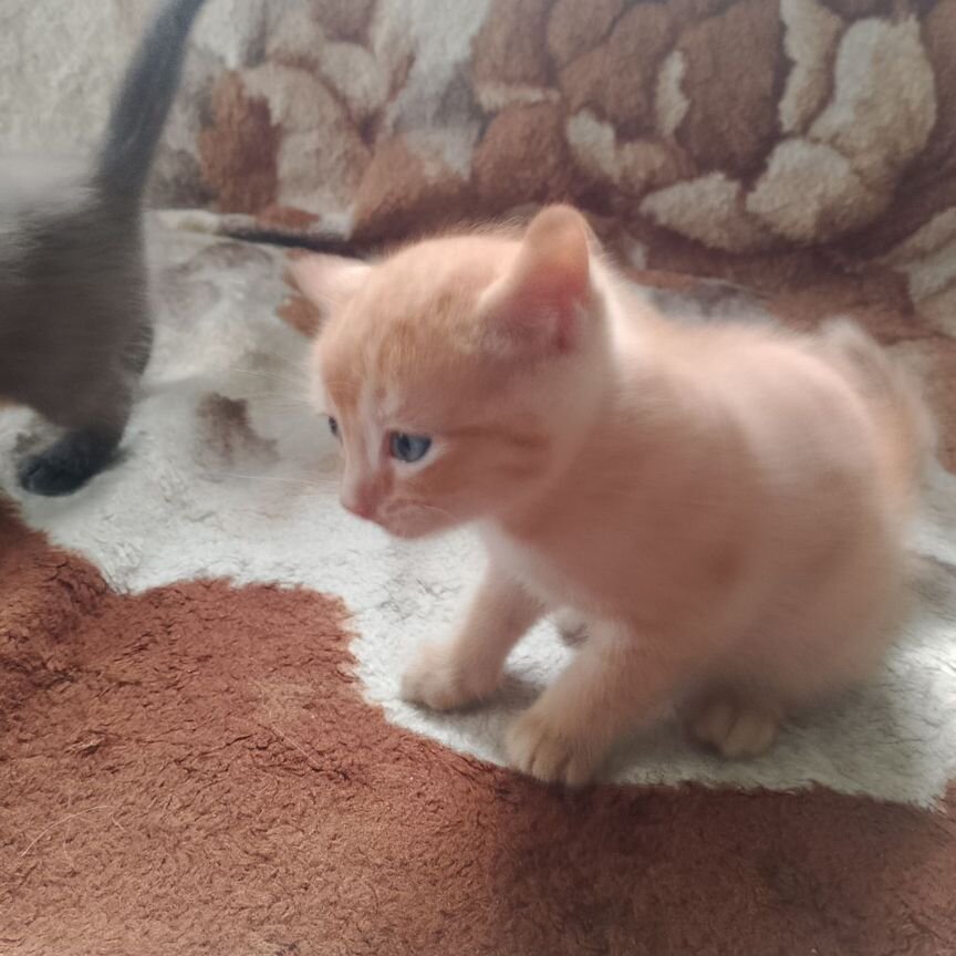 Британский длинношёрстный котёнок