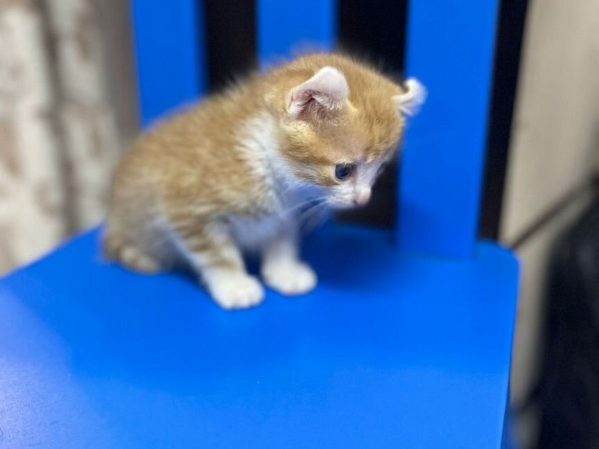 Котята американского керла