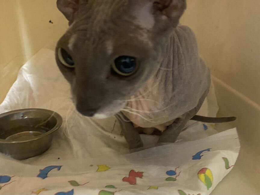 Донской сфинкс кошка бесплатно