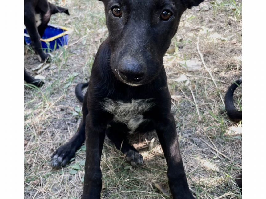 Щенок помесь курцхаара