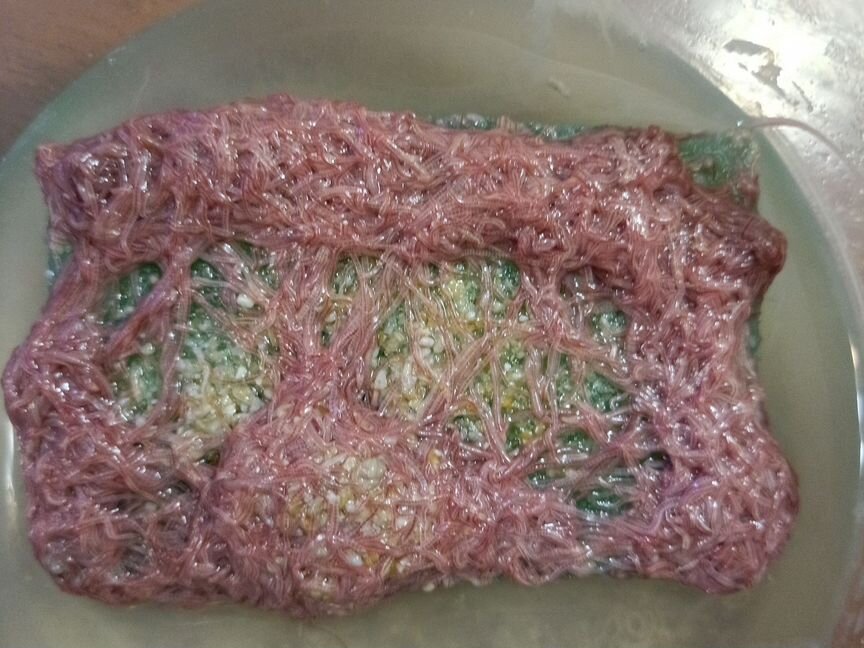 Домашний трубочник изя