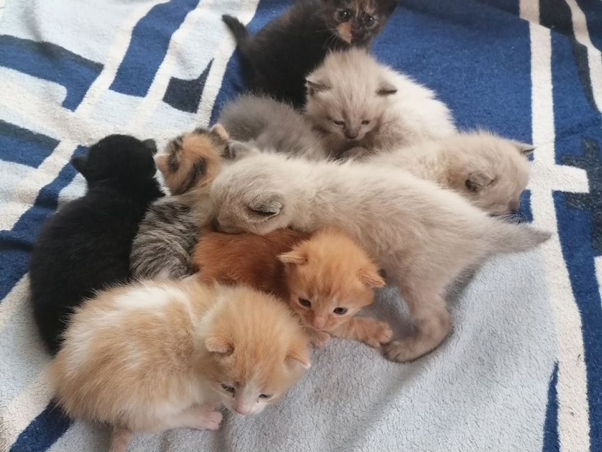 Котята в добрые руки