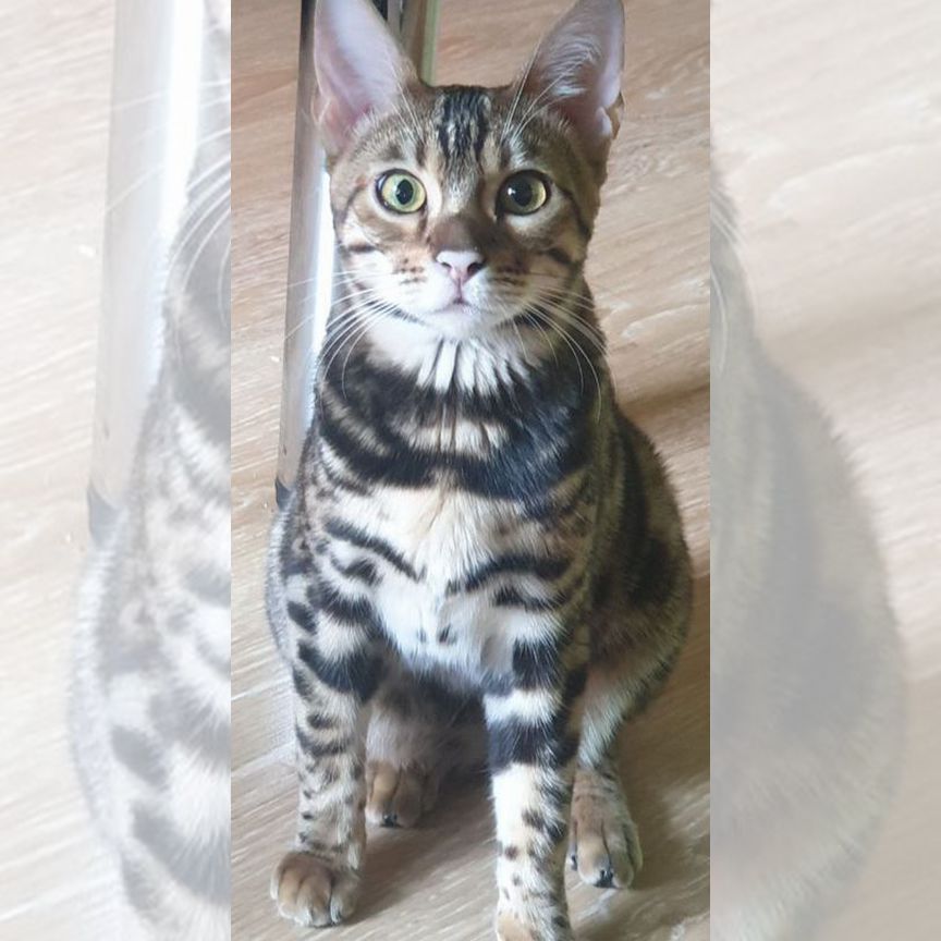 Бенгальская, взрослая кошка