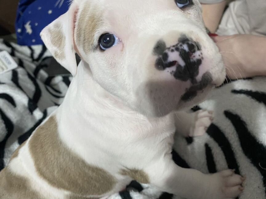 Стаффордширский терьер