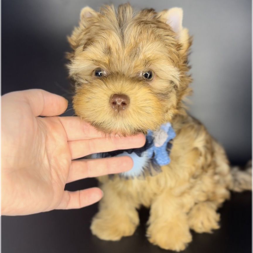 Мальчик, голддаст, 2,5 мес