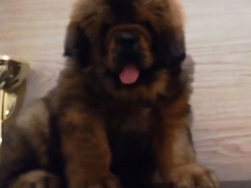 Тибетский мастиф щенки