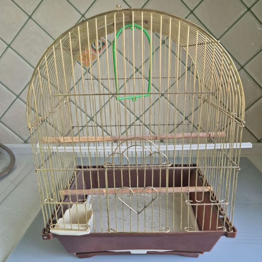 Волнистый попугай