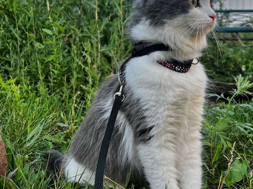 Кошка