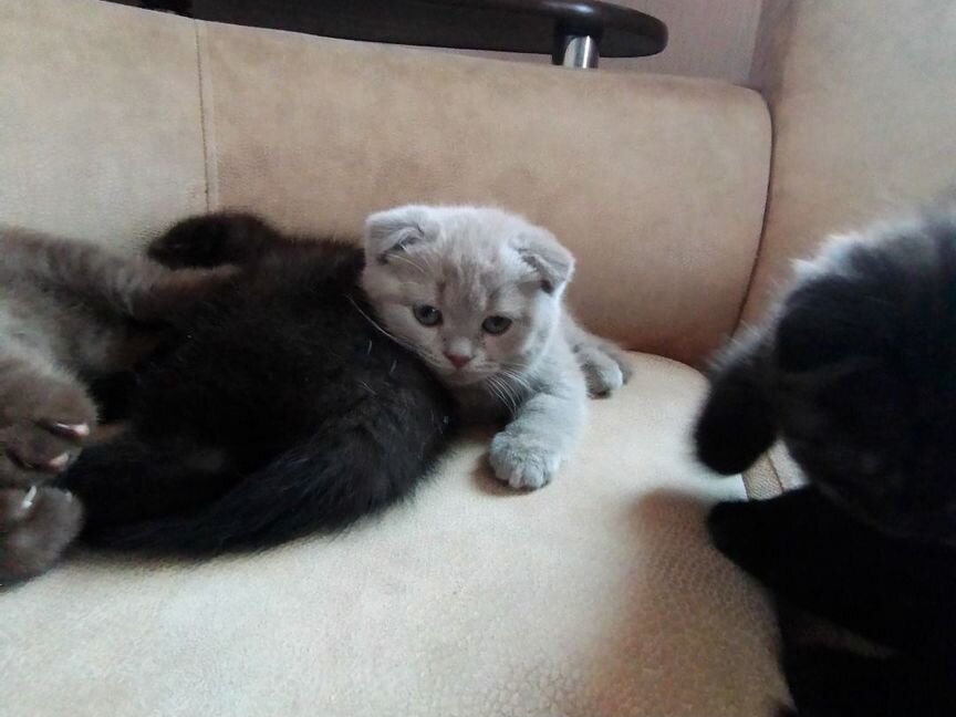 Шатланские вислоухие котята в добрые руки