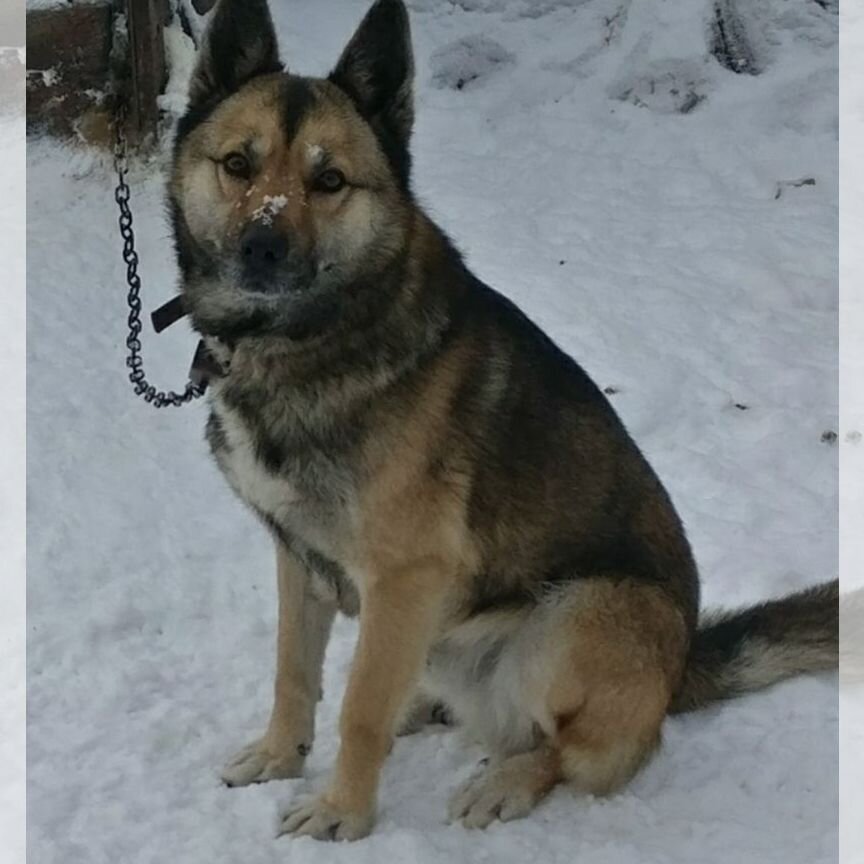 Немецкая овчарка, взрослый пёс